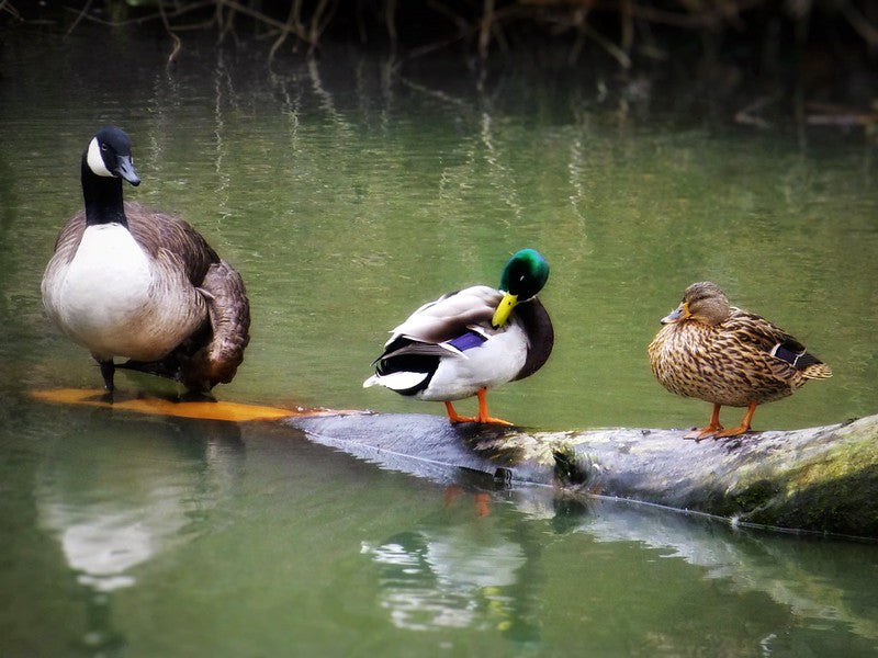 Duck Down vs. Goose Down: The Big Difference and Why it Matters ...