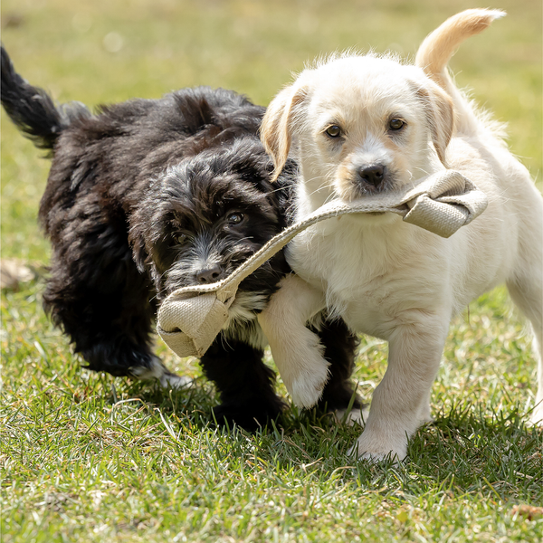 Handmade in USA Eco-Friendly Dog Tug Toy - LeafScore Essentials